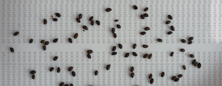 Salvia divinorum Archives - Enchanted Plants Nursery