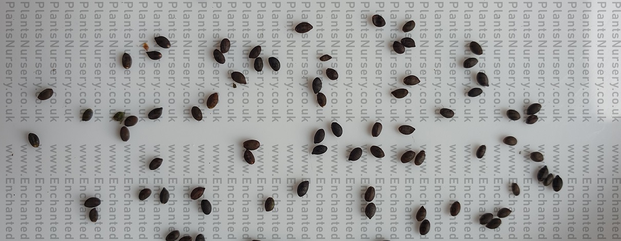 Salvia divinorum seed project - Enchanted Plants Nursery