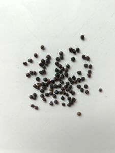 Salvia recognita seeds - Enchanted Plants Nursery