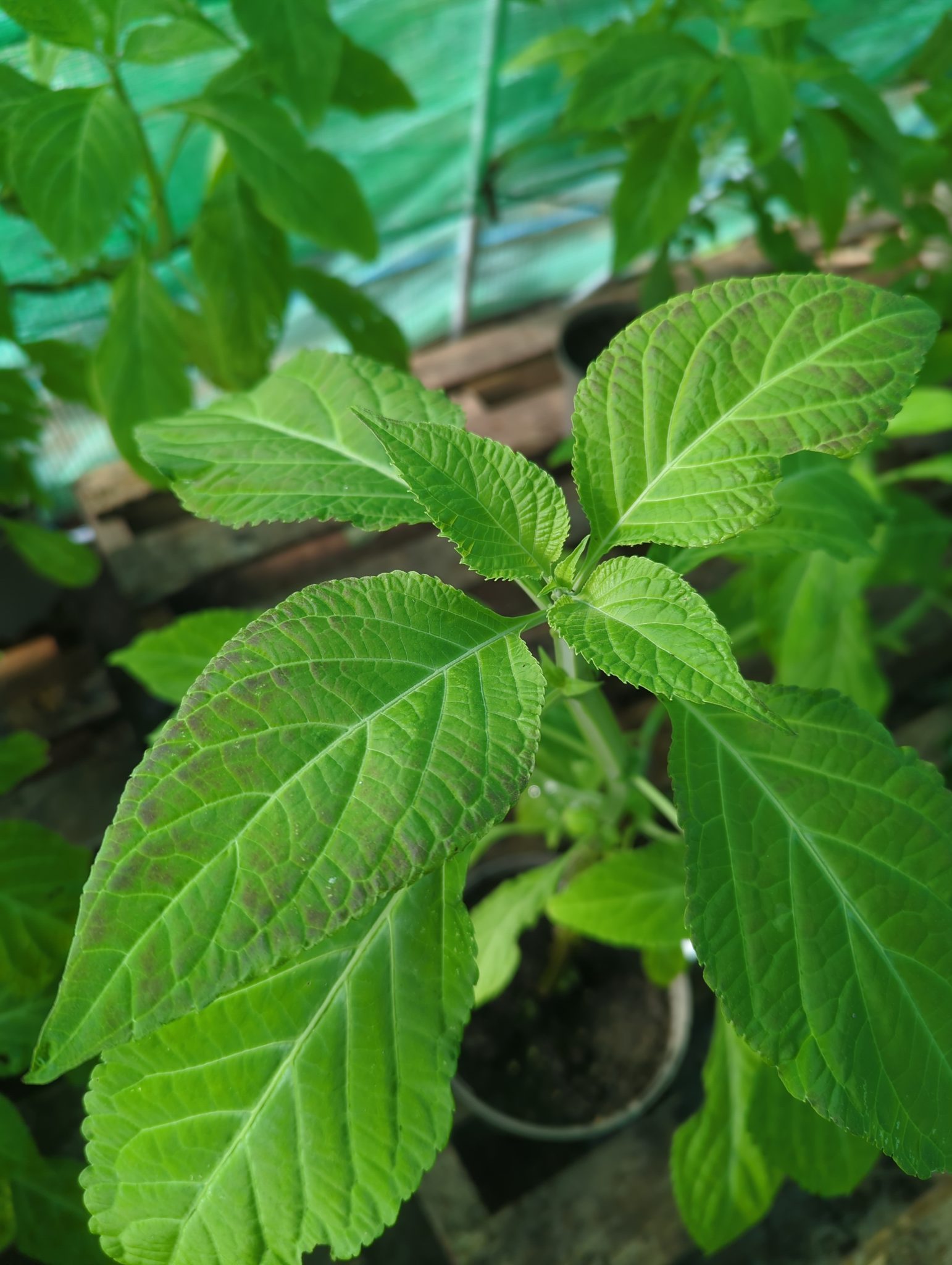 Salvia divinorum | Seed Raised Origins | Plant - Enchanted Plants Nursery