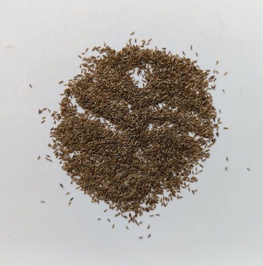 Artemisia Vulgaris Mugwort Seeds X1000 Enchanted Plants Nursery