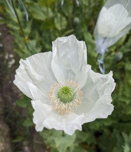 Papaver somniferum 'Sissinghurst White' seeds - Enchanted Plants Nursery
