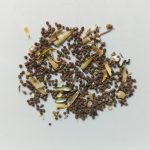 Silene undalata syn. Silene capensis (African Dream Root) seeds x50 ...